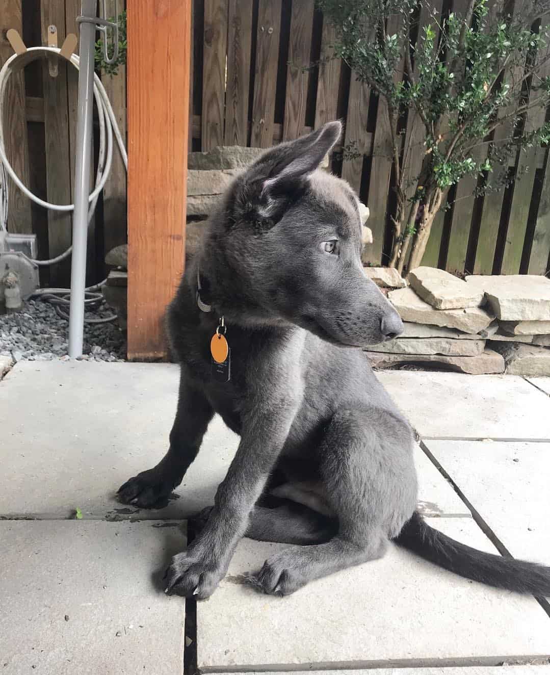 Blue Bay Shepherd: Is This Wolf-looking Canine Worth Buying?