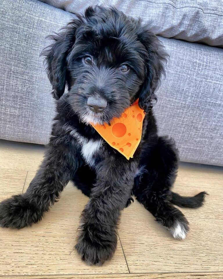 Aussiepoo: Is This Canine Genius Right For You? (With Pictures)