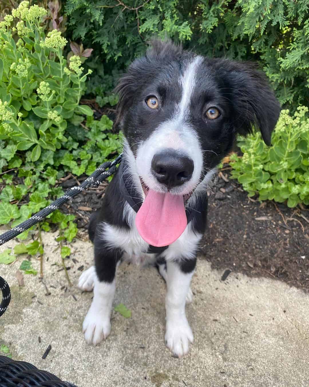 Toy Australian Shepherd: Breed Info, Pictures, Traits & Facts