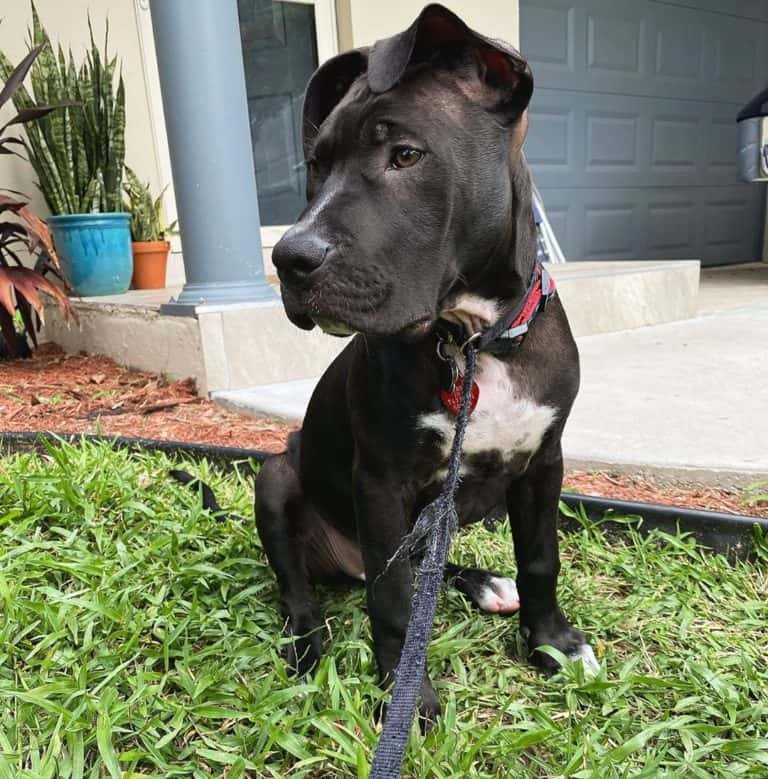 Black Pitbull: An Ultimate Guide To The Most Feared Dog