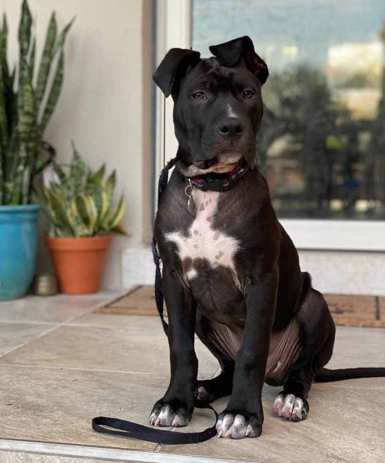 Black Pitbull: An Ultimate Guide To The Most Feared Dog