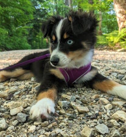16 Things You Need to Know About the Toy Australian Shepherd