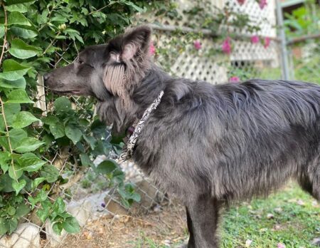 Blue Bay Shepherd: Is This Wolf-looking Canine Worth Buying?