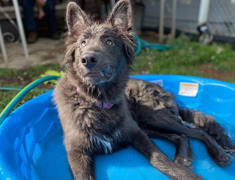 Blue Bay Shepherd: Is This Wolf-looking Canine Worth Buying?