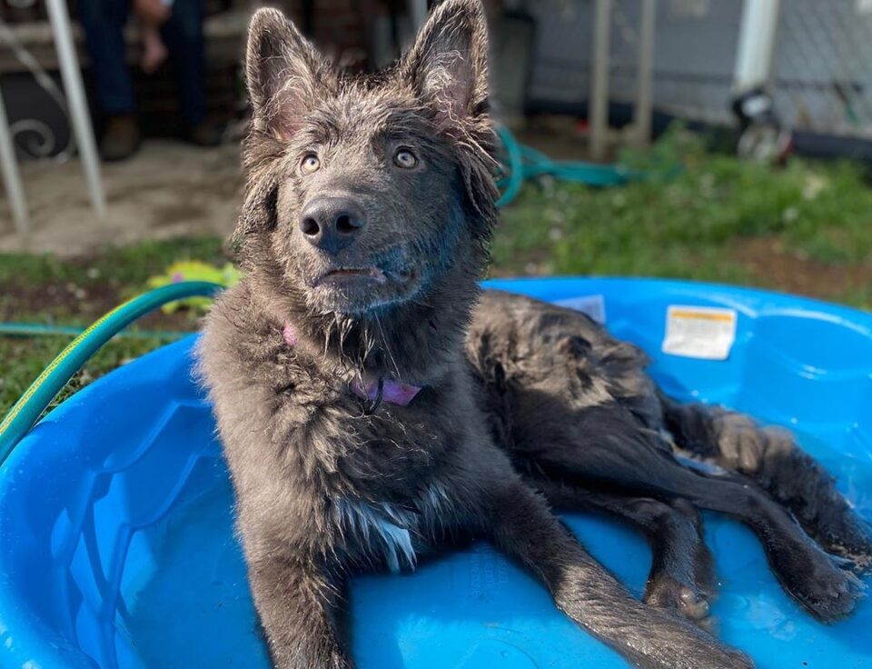 Blue Bay Shepherd: Is This Wolf-looking Canine Worth Buying?