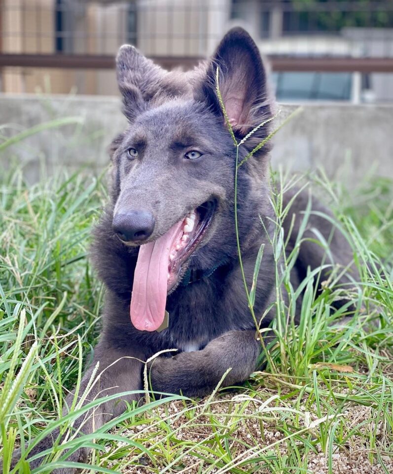 Blue Bay Shepherd: Is This Wolf-looking Canine Worth Buying?