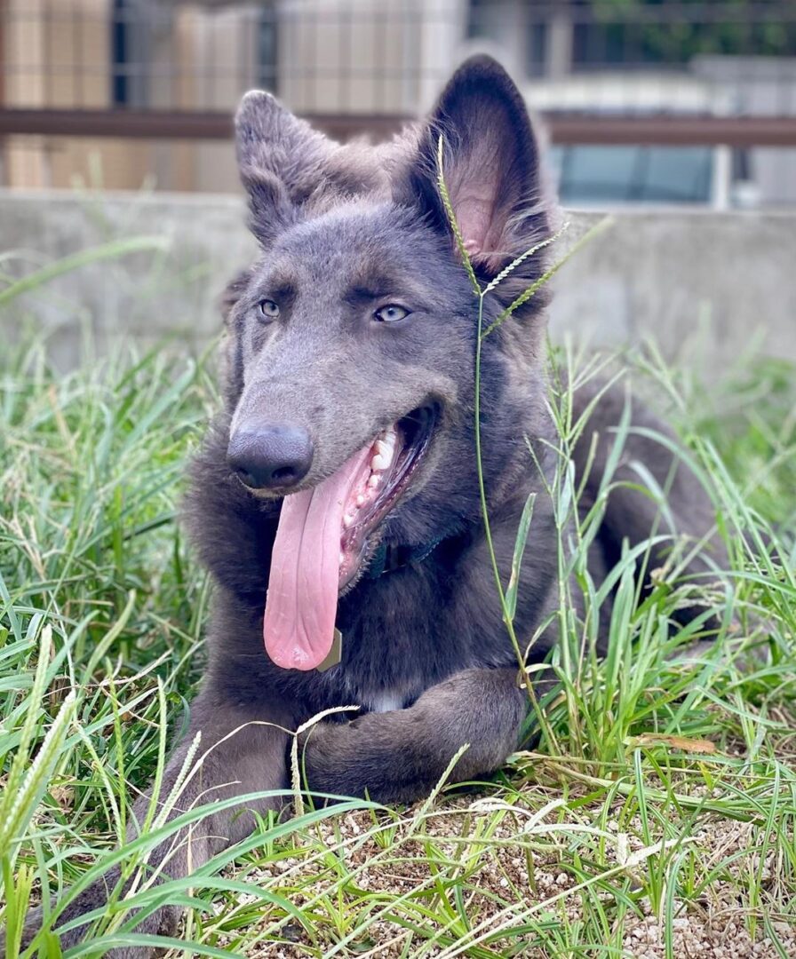 Blue Bay Shepherd: Is This Wolf-looking Canine Worth Buying?