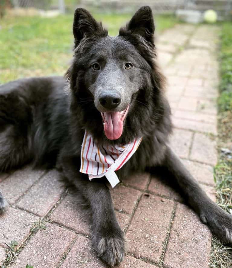 Blue Bay Shepherd: Is This Wolf-looking Canine Worth Buying?