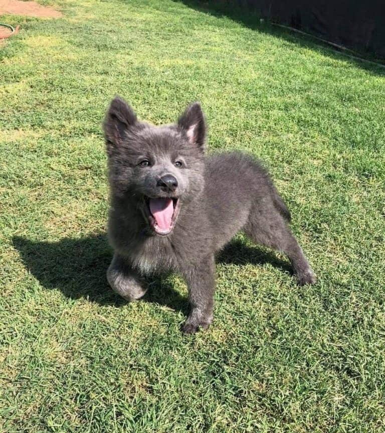 Blue Bay Shepherd: Is This Wolf-looking Canine Worth Buying?