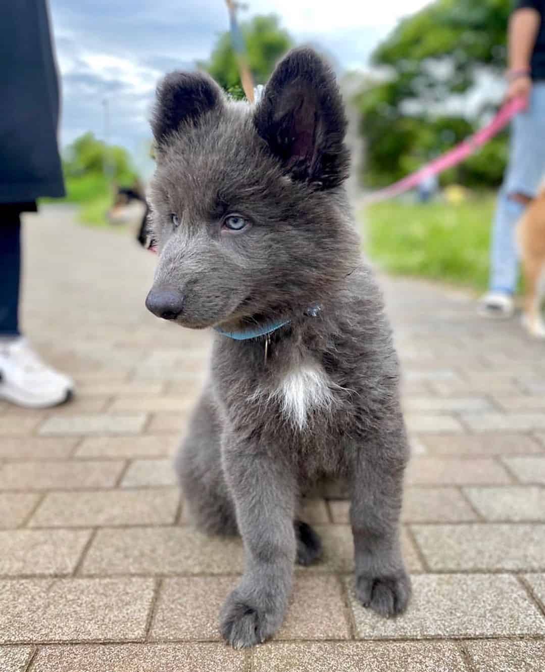 Blue Bay Shepherd: Is This Wolf-looking Canine Worth Buying?