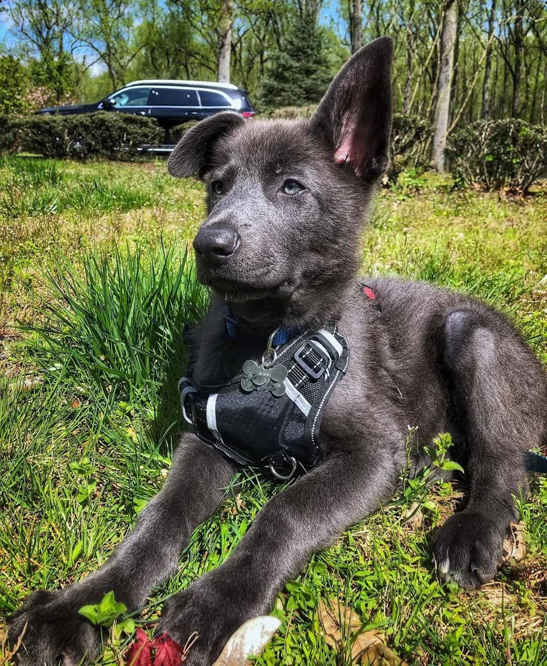 Blue Bay Shepherd: Is This Wolf-looking Canine Worth Buying?