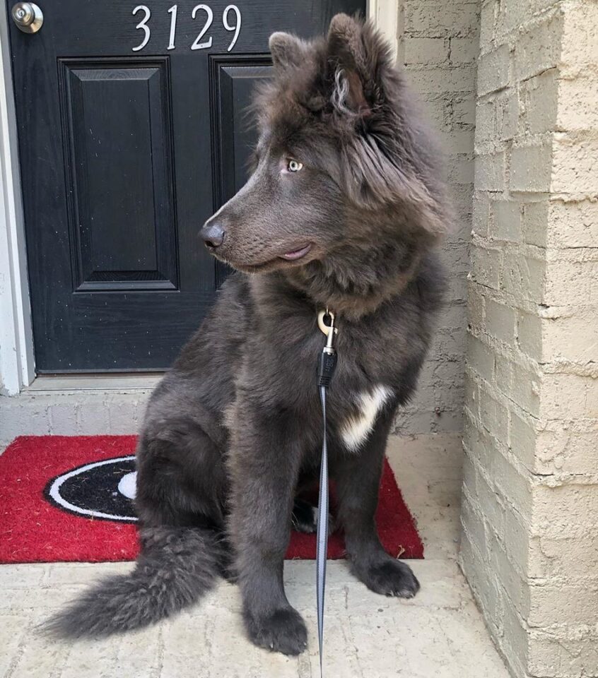 Blue Bay Shepherd: Is This Wolf-looking Canine Worth Buying?