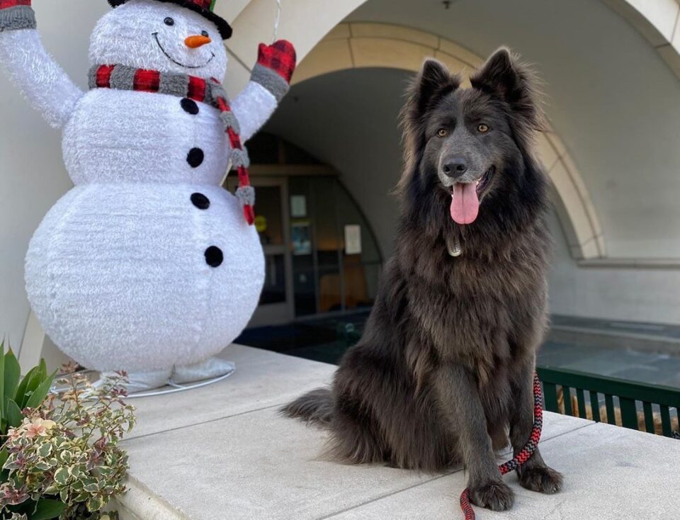 Blue Bay Shepherd: Is This Wolf-looking Canine Worth Buying?