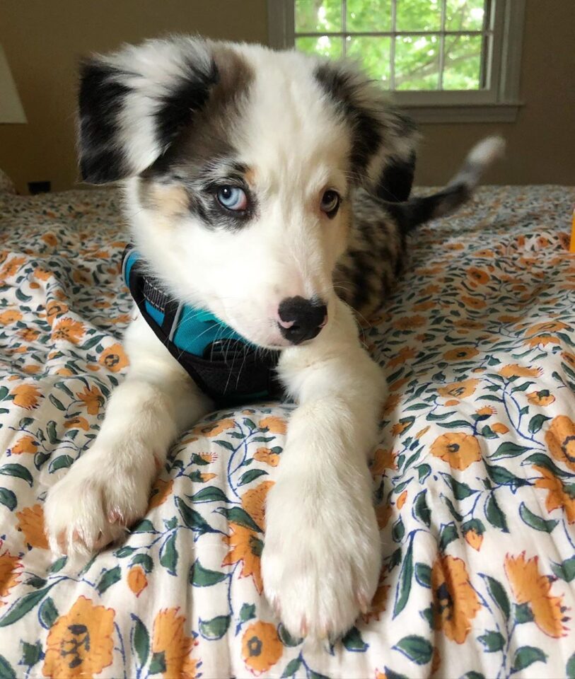 Toy Australian Shepherd: Breed Info, Pictures, Traits & Facts