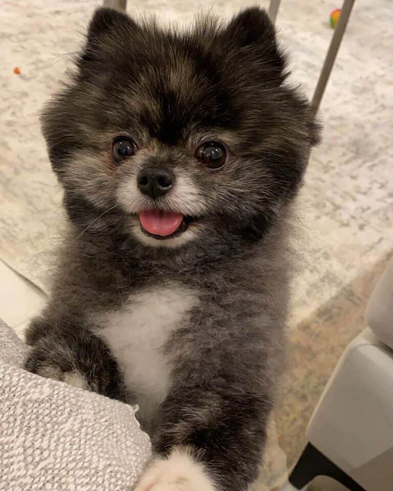 Teacup Pomeranian: 15 Things You Need to Know About