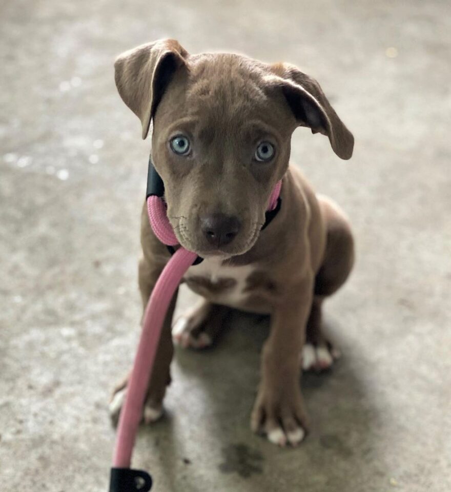 Blue-Eyed Pitbull: Do Pitbulls With Blue Eyes Really Exist?