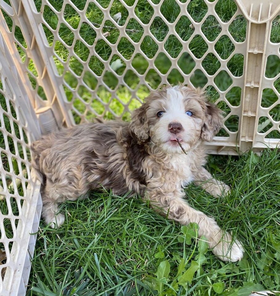 Aussiepoo: Is This Canine Genius Right For You? (With Pictures)