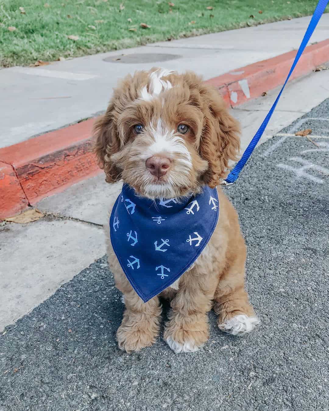 Aussiepoo: Is This Canine Genius Right For You? (With Pictures)