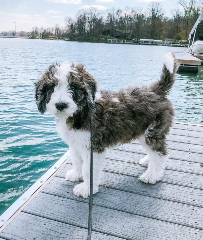 Aussiepoo: Is This Canine Genius Right For You? (With Pictures)