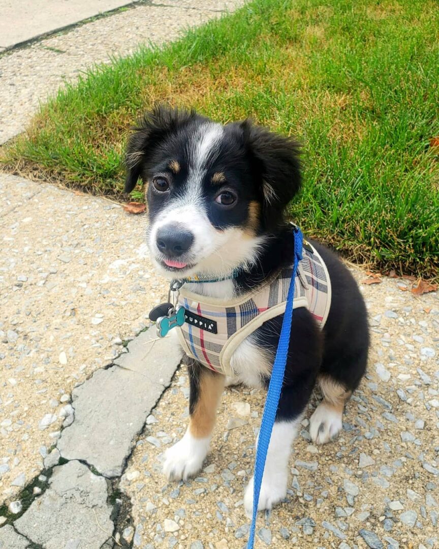 16 Things You Need to Know About the Toy Australian Shepherd