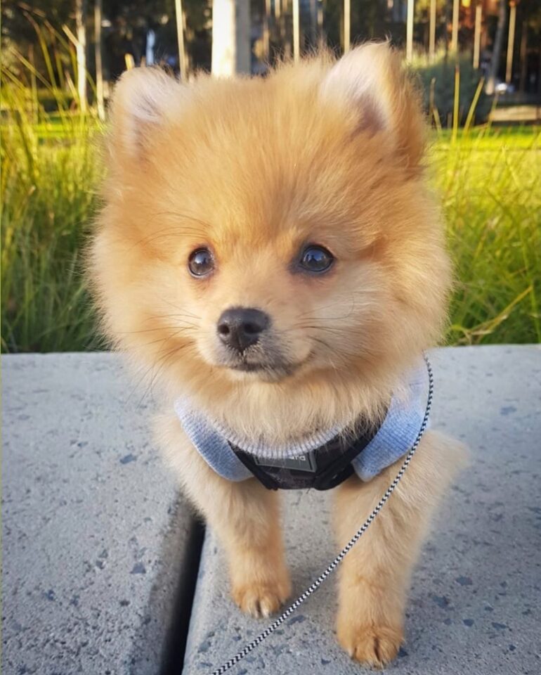 Teacup Pomeranian: 15 Things You Need to Know About