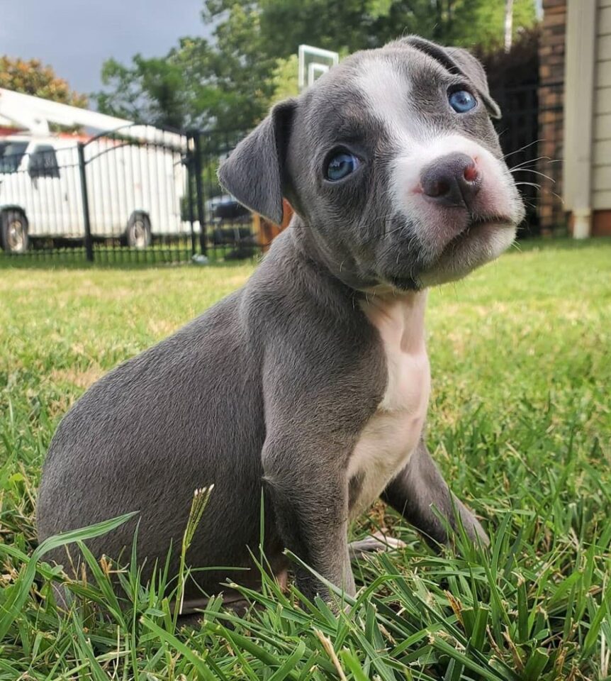 Pitbull With Blue Eyes: Facts, Health & Genetics
