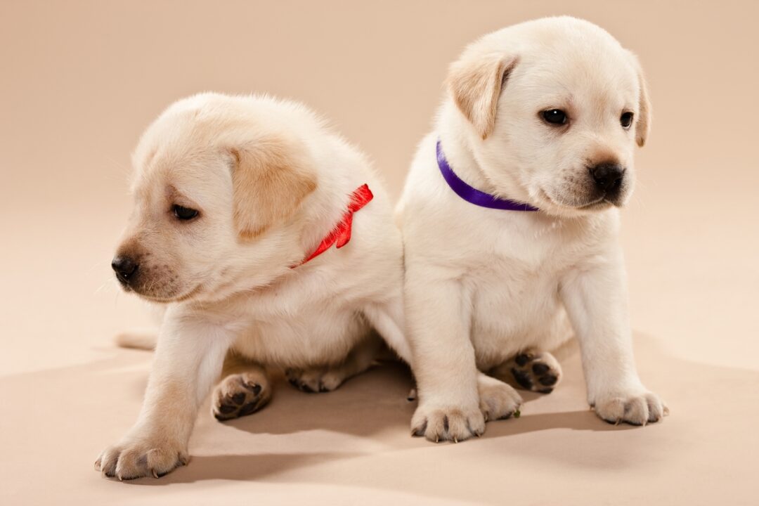 Male vs. Female Labrador Retriever: Which Is Better For You?