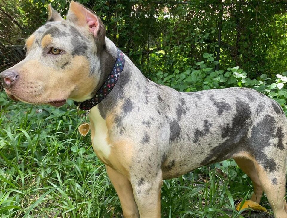 Merle Pitbull: Is This Unusually Colored Dog Right For You?
