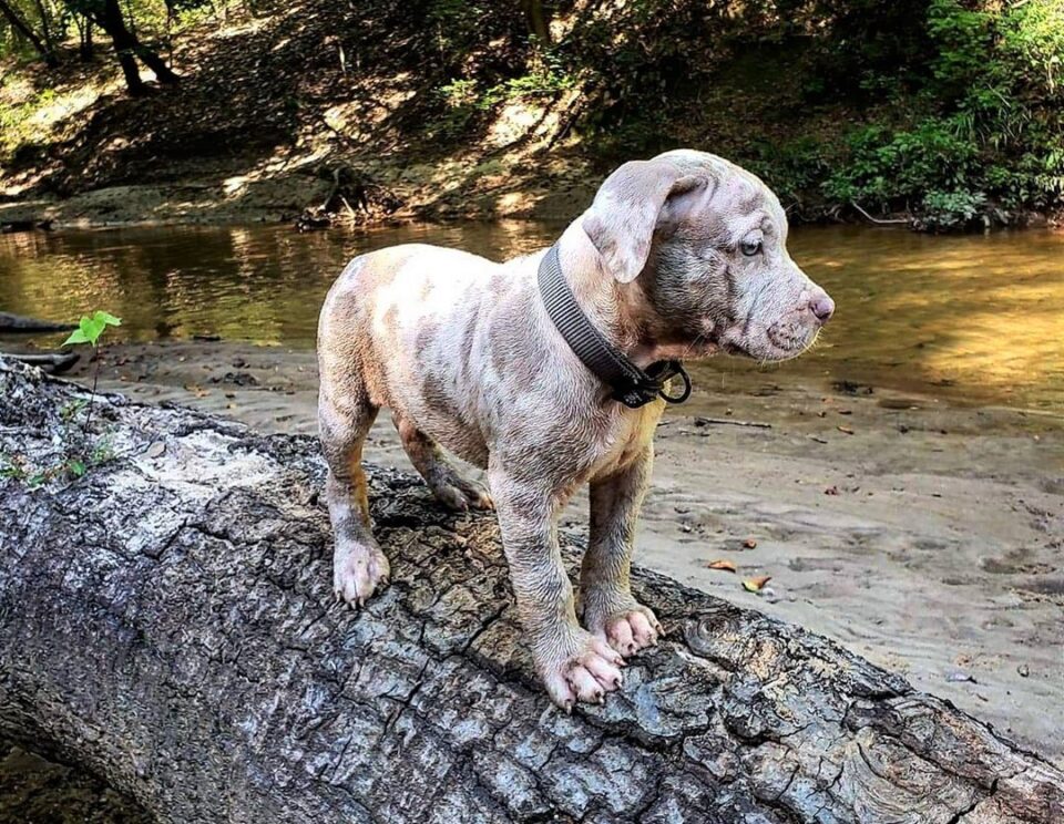 Merle Pitbull: Is This Unusually Colored Dog Right For You?