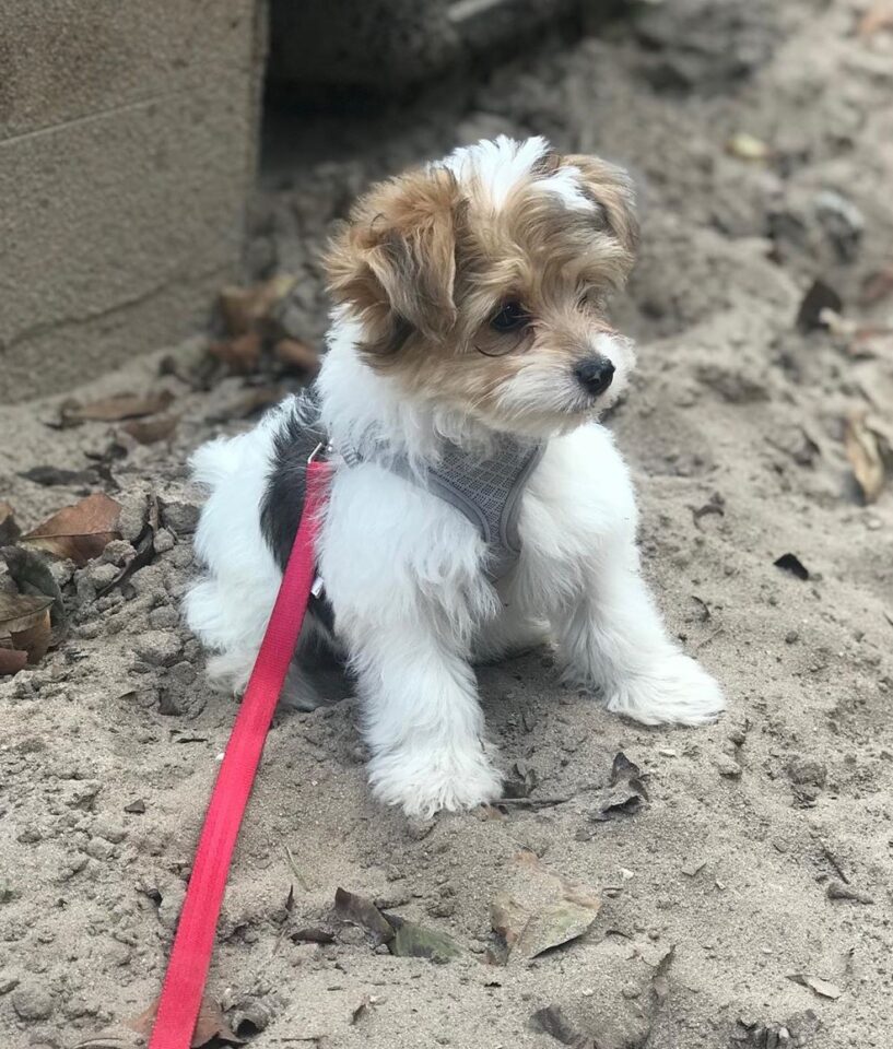 Morkie Poo: What Makes This Tri-Breed an Ideal Family Dog?