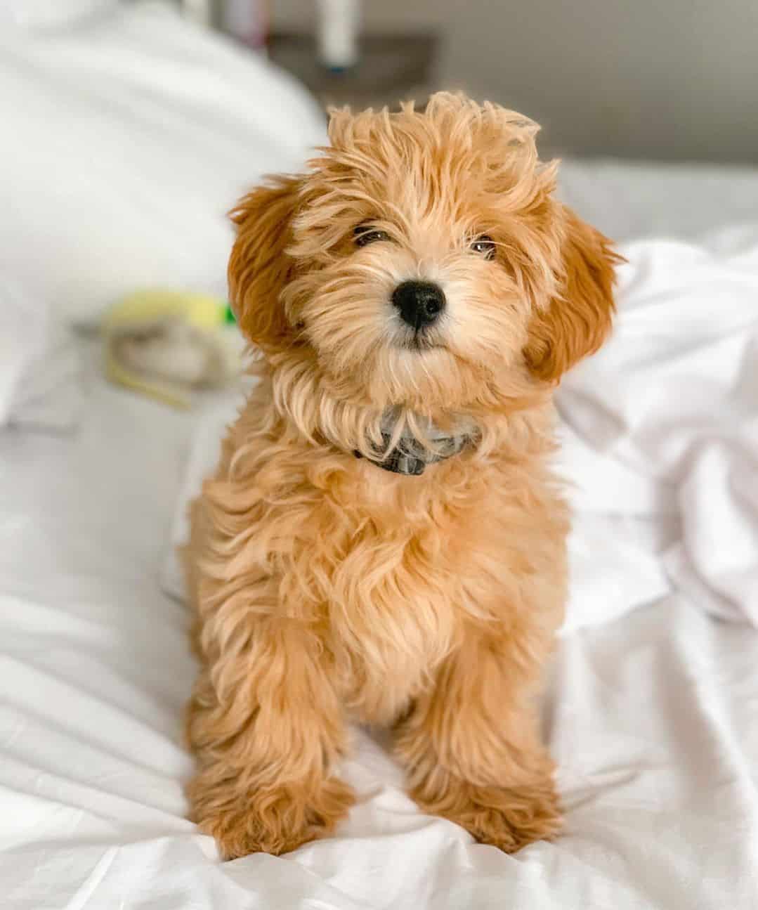 Morkie Poo: ¿Qué hace de este trío de razas un perro ideal para la ...