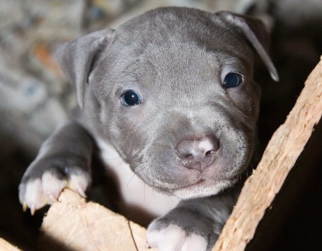 Pitbull With Blue Eyes: Facts, Health & Genetics