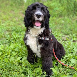 Aussiepoo: Is This Canine Genius Right For You? (With Pictures)