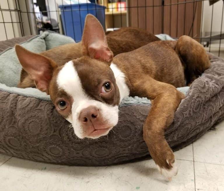 Everything You Should Know About the Red Boston Terrier