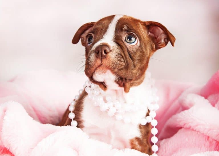 Everything You Should Know About the Red Boston Terrier