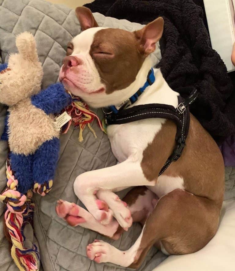 Everything You Should Know About the Red Boston Terrier