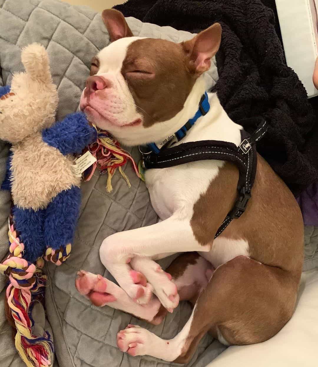 Everything You Should Know About the Red Boston Terrier