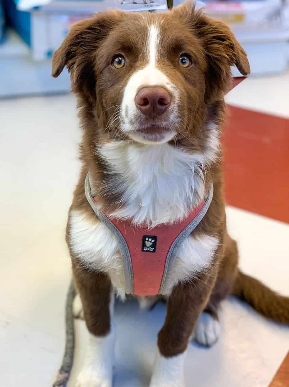 Toy Australian Shepherd: Breed Info, Pictures, Traits & Facts