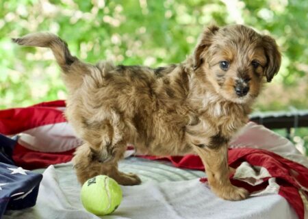 Aussiepoo: Is This Canine Genius Right For You? (With Pictures)