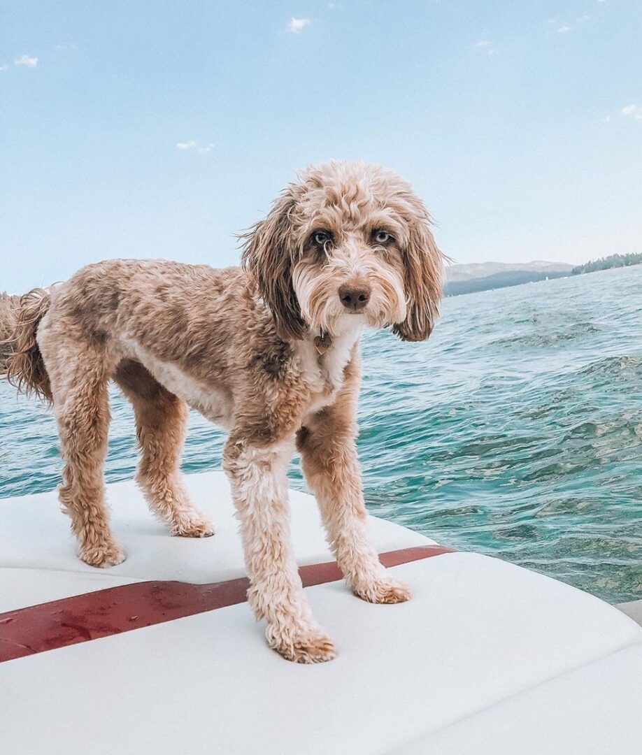 Aussiepoo: Is This Canine Genius Right For You? (With Pictures)