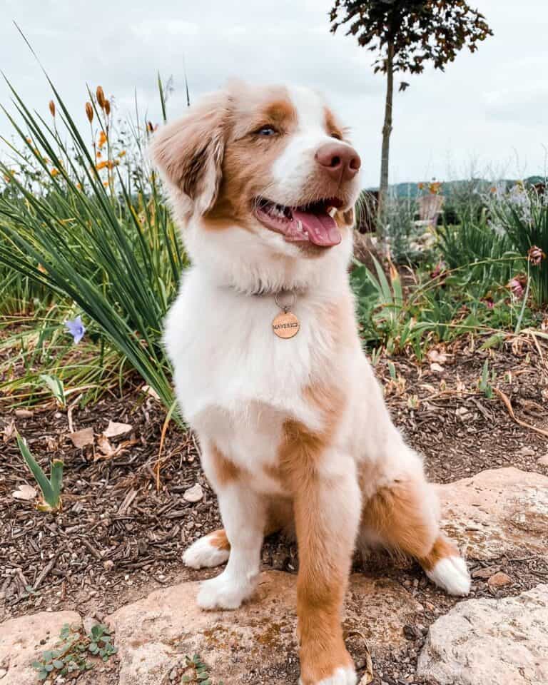 16 Things You Need to Know About the Toy Australian Shepherd