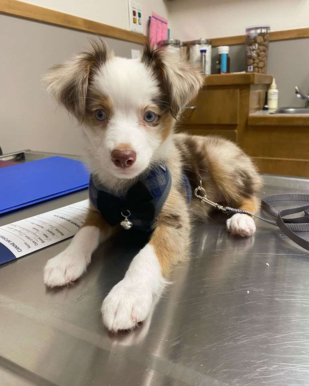 Toy Australian Shepherd: Breed Info, Pictures, Traits & Facts