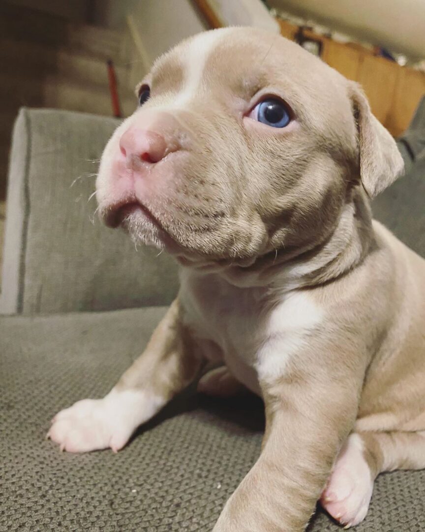 Pitbull With Blue Eyes: Facts, Health & Genetics