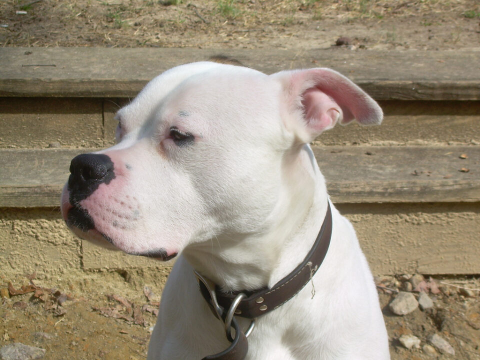 Scott American Bulldog: An All-American Utility Dog