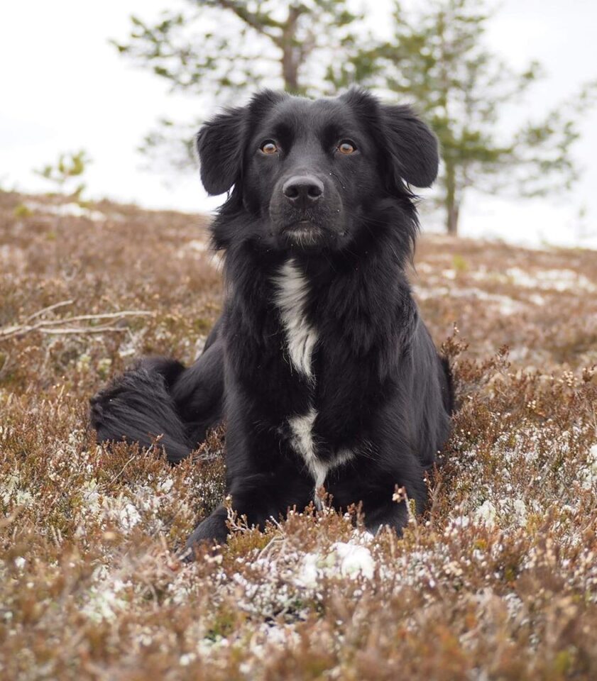 Toy Australian Shepherd: Breed Info, Pictures, Traits & Facts