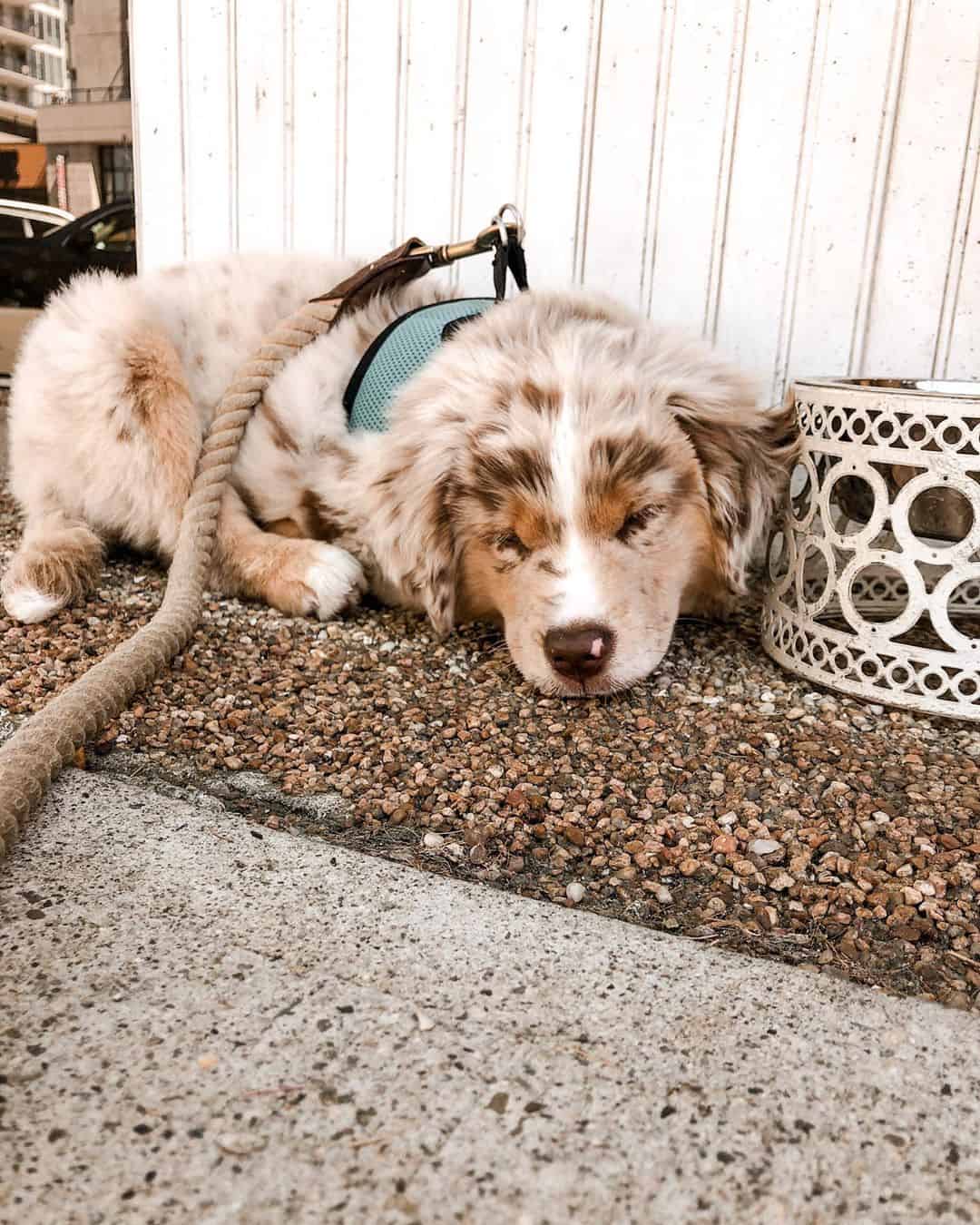 Toy Australian Shepherd: Breed Info, Pictures, Traits & Facts