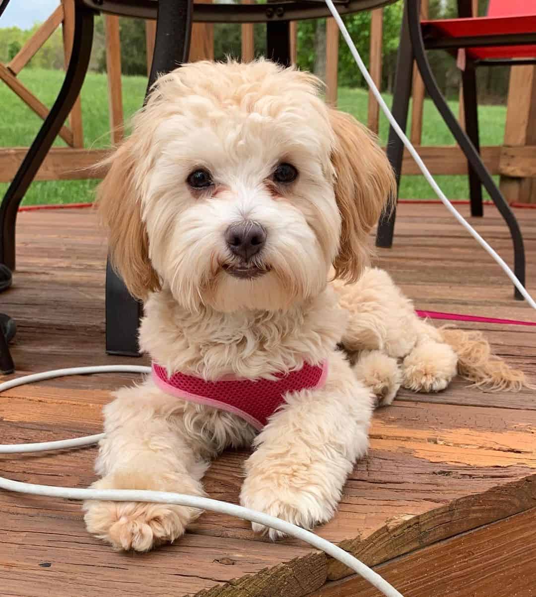 Morkie Poo: ¿Qué hace de este trío de razas un perro ideal para la ...