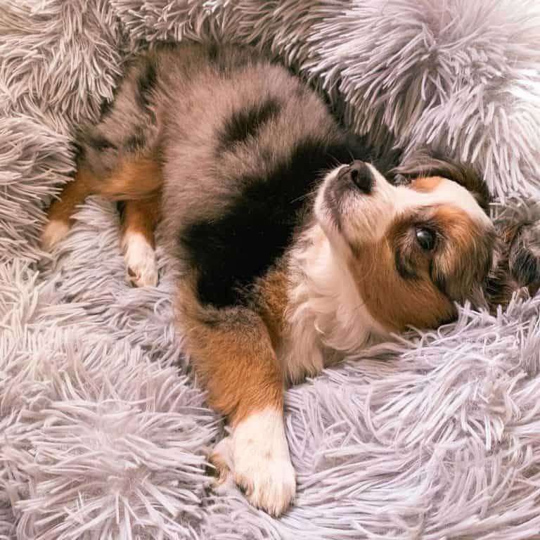 Toy Australian Shepherd: Breed Info, Pictures, Traits & Facts