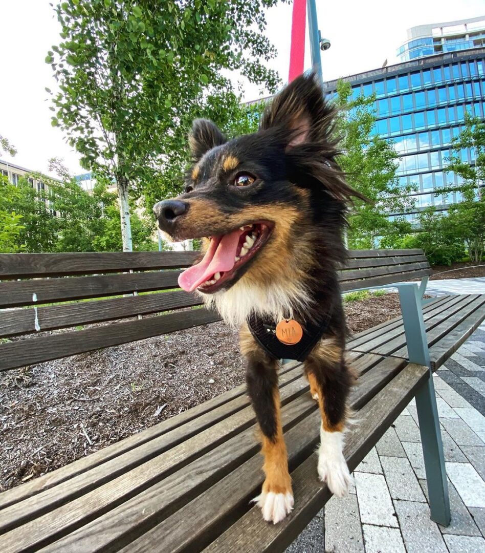 Toy Australian Shepherd: Breed Info, Pictures, Traits & Facts