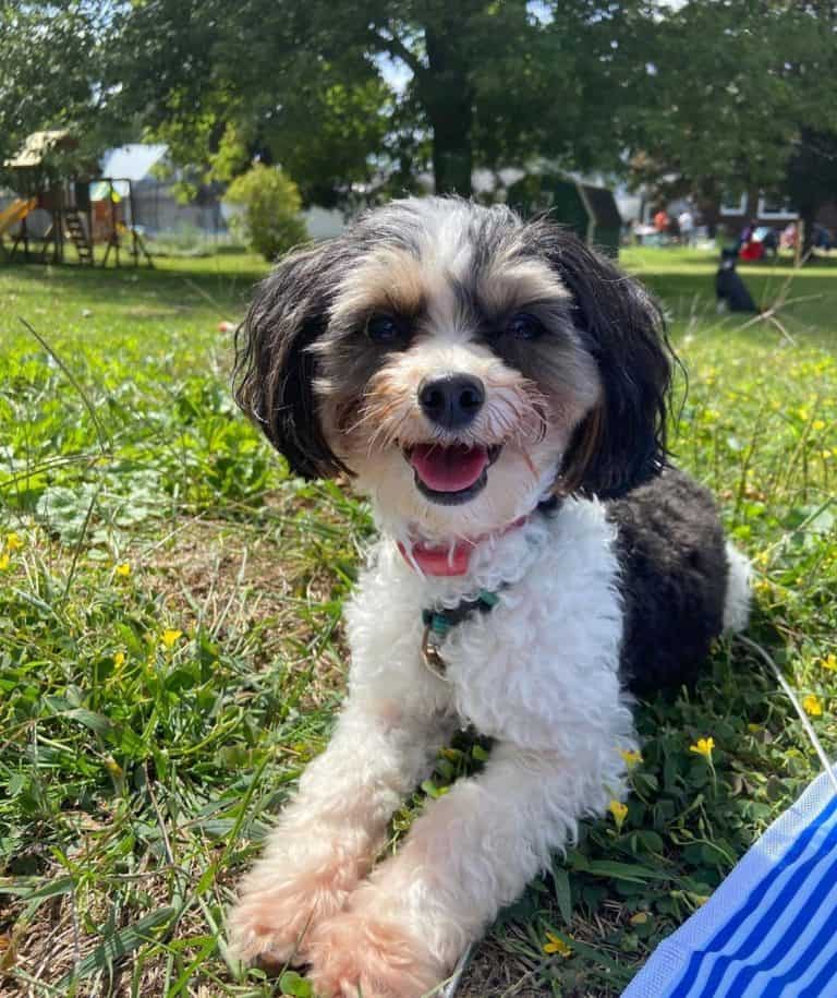 Morkie Poo : Qu'est-ce qui fait de ce tri-racial un chien de famille ...